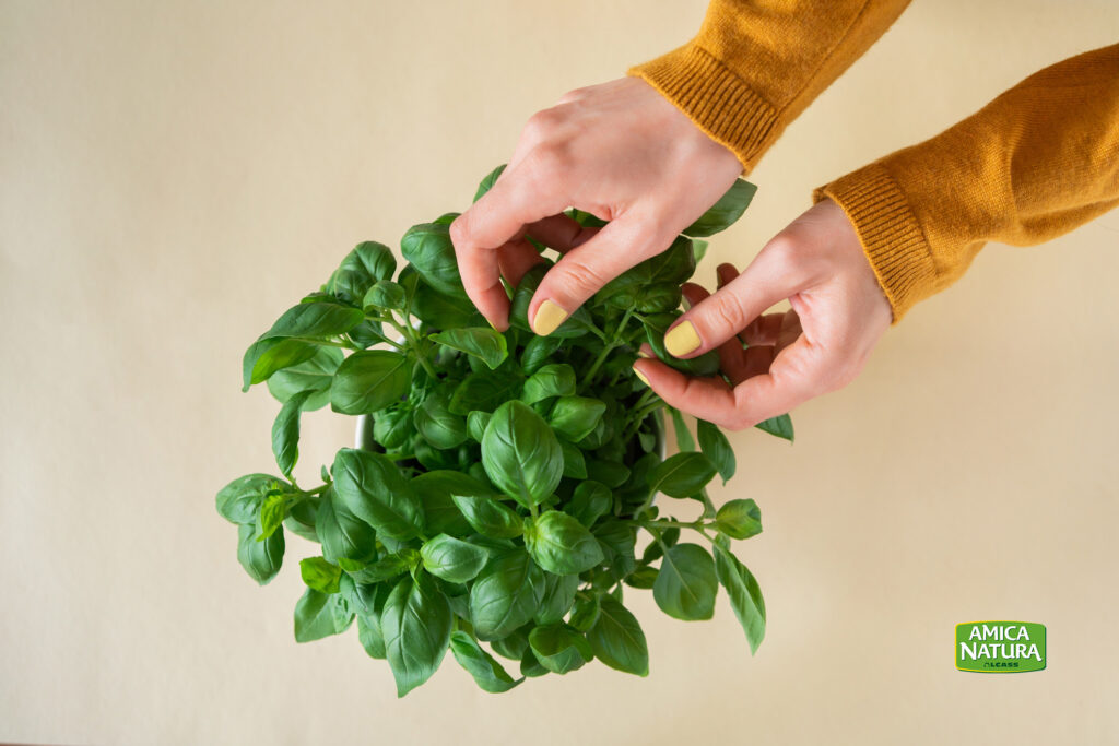 Basilico: erba aromatica no-waste dalle numerose proprietà | Amica Natura
